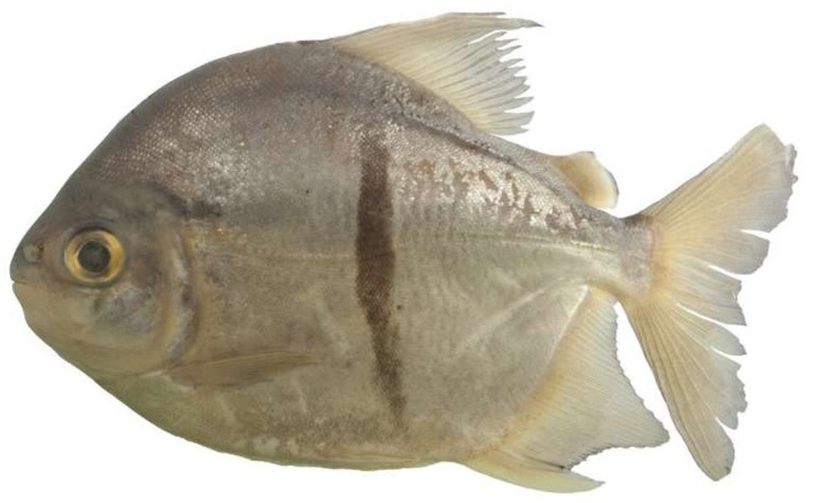 Descubren una nueva especie de piraña con una característica única y ...