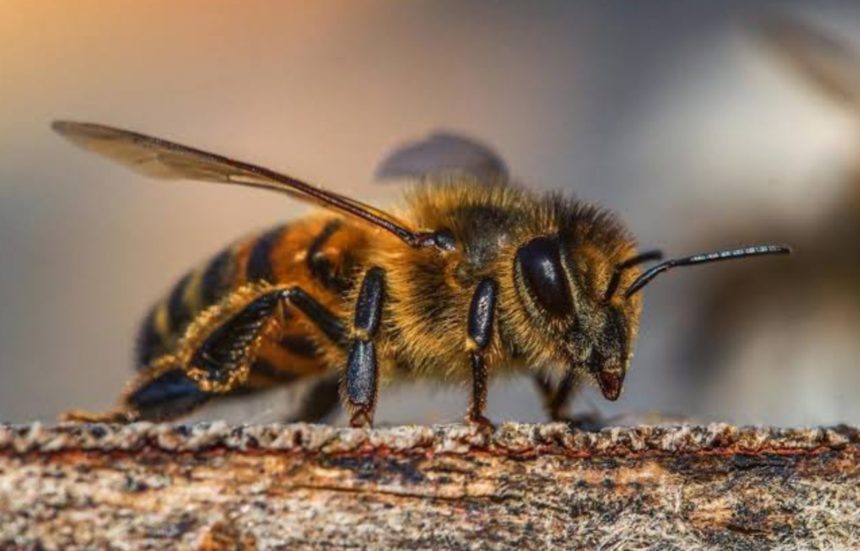 abejas silvestres Canarias · esTenerife