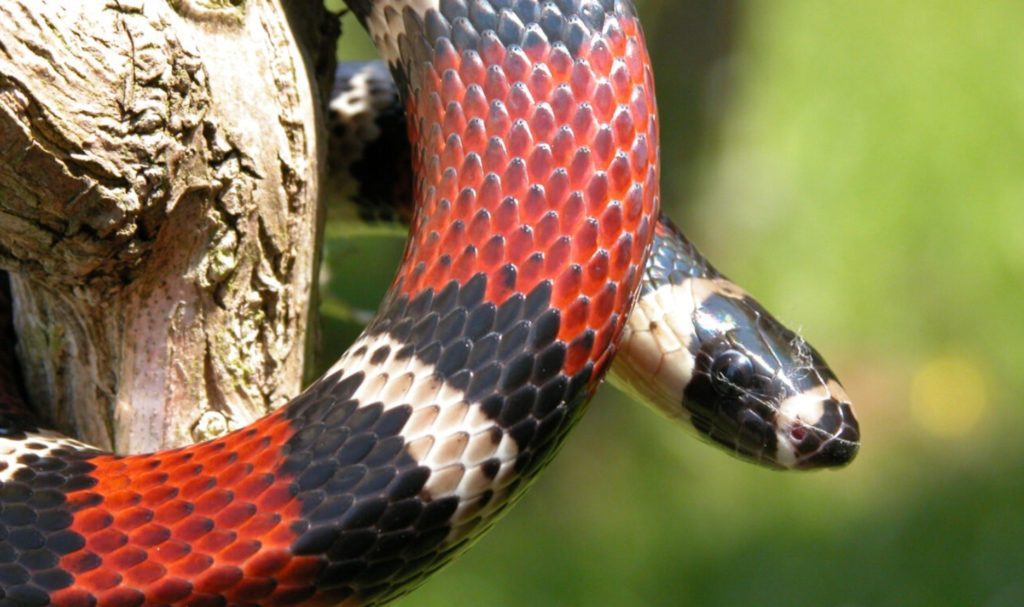 Desarticulada en Gran Canaria una red que traficaba con animales exóticos